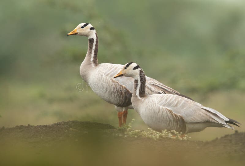 A Pair of Bar-headed Goose at Bhigwan Bird Sanctuary, India Stock Image ...