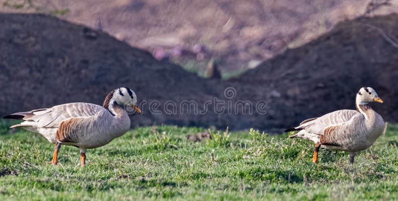 A pair of Bar Headed Goose stock photo. Image of fowl - 259594006