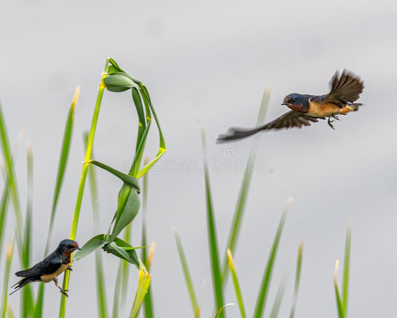 A Pair of Barn Swallow Flying Stock Photo - Image of bill, barn: 277557640