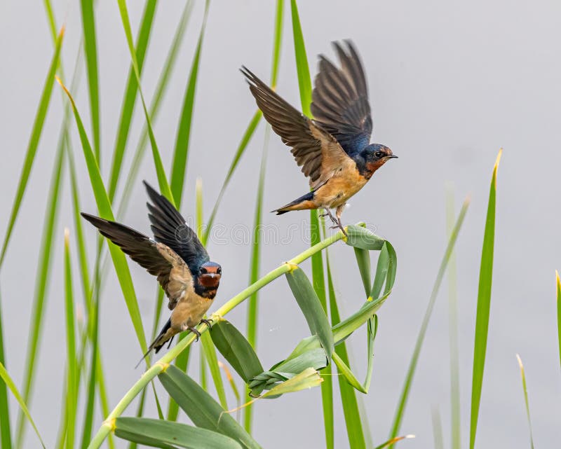 A Pair of Barn Swallows stock photo. Image of fulllength - 277557676