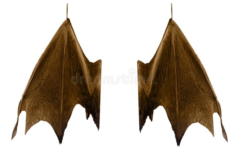 Bat Wing White Stock Illustrations – 6,686 Bat Wing White Stock ...