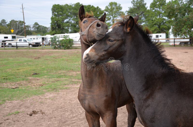 Pair of bay colts stock image. Image of farm, curious - 51546135