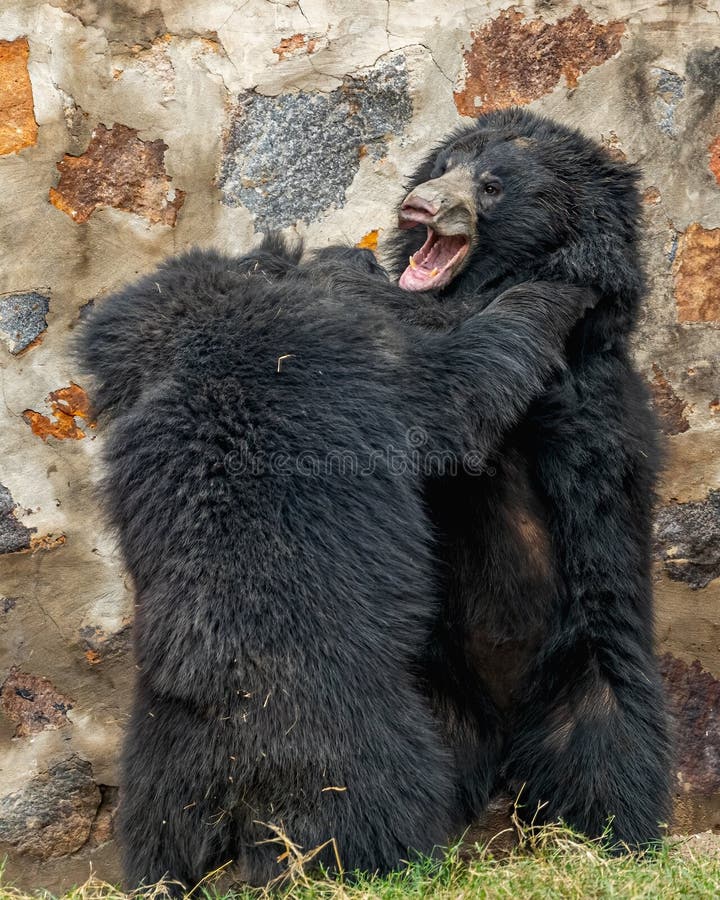 A Pair of Bear hugging stock image. Image of threatened - 262539459