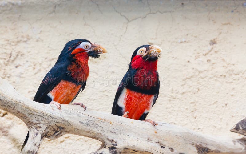 A Pair of Bearded Barbet Birds Stock Photo - Image of frugivorous, bird ...