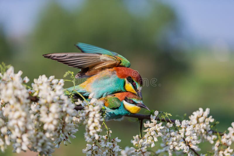 Pair of Beautiful Colored Birds on a Flowering Tree Branch Stock Image ...