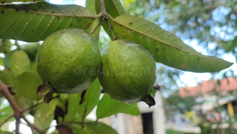 A Pair of Beautiful Guava Fruit and Leaf in the Tree Stock Photo ...