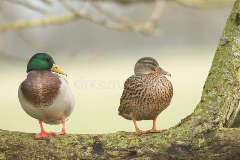 A Pair of Beautiful Mallard Ducks, Anas Platyrhynchos, Standing Side by ...