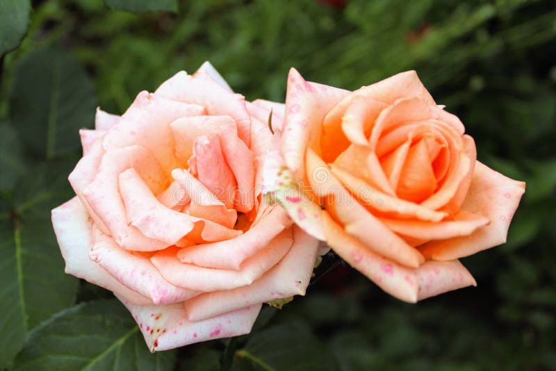 A Pair of Beautiful Orange Roses Growing in the Garden Stock Photo ...