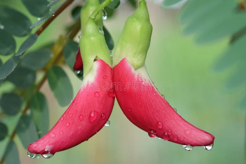 A Pair of Beautiful Red Agasta after Raining Stock Photo - Image of ...