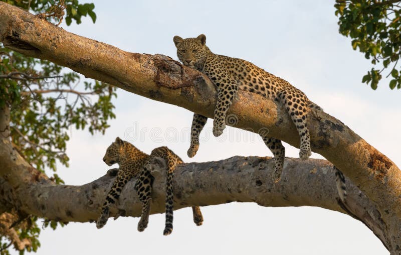 Pair of Beautiful Spotted Leopards Hanging in a Tree in the African ...
