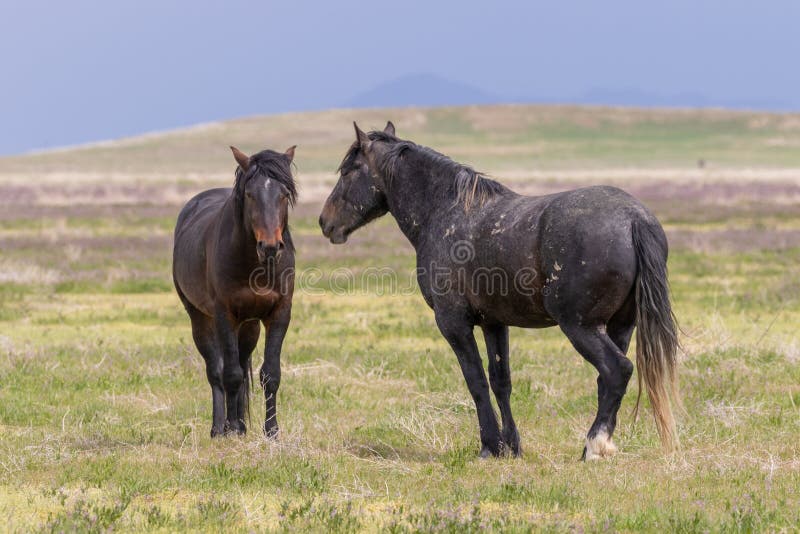 Pair of Beautiful Wild Horses in Spring Stock Photo - Image of animal ...