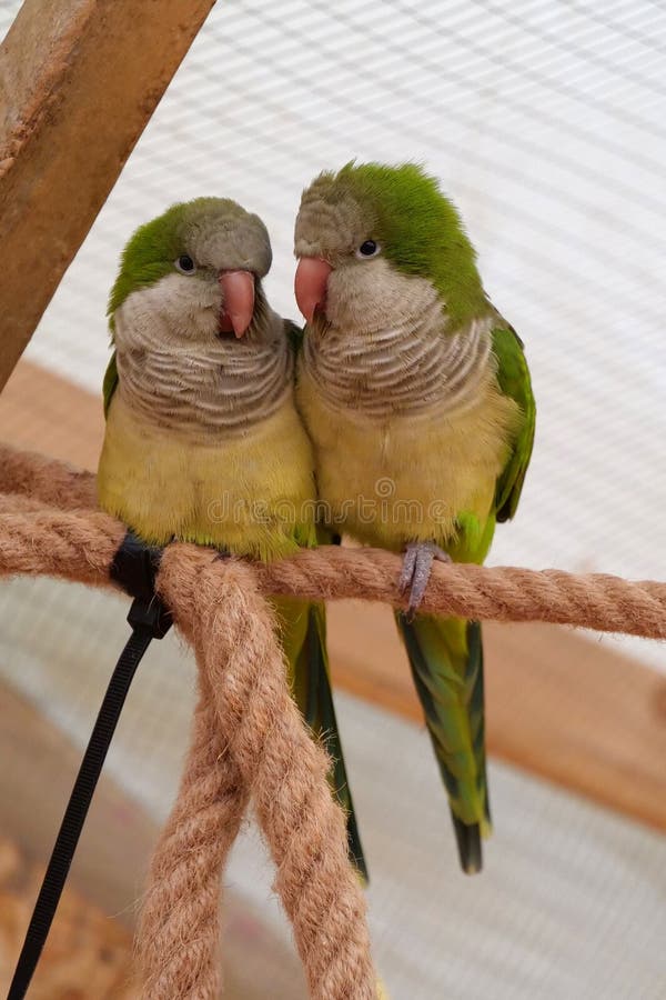 Pair of Beautiful Yellow-green Parrots Sits on a Rope in an Aviary ...