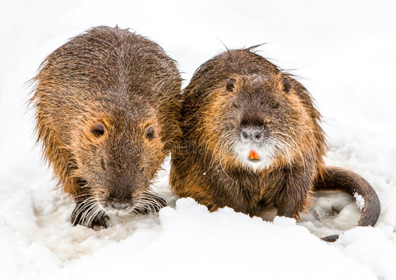 Beavers family stock image. Image of myocastor, beaver - 12571323