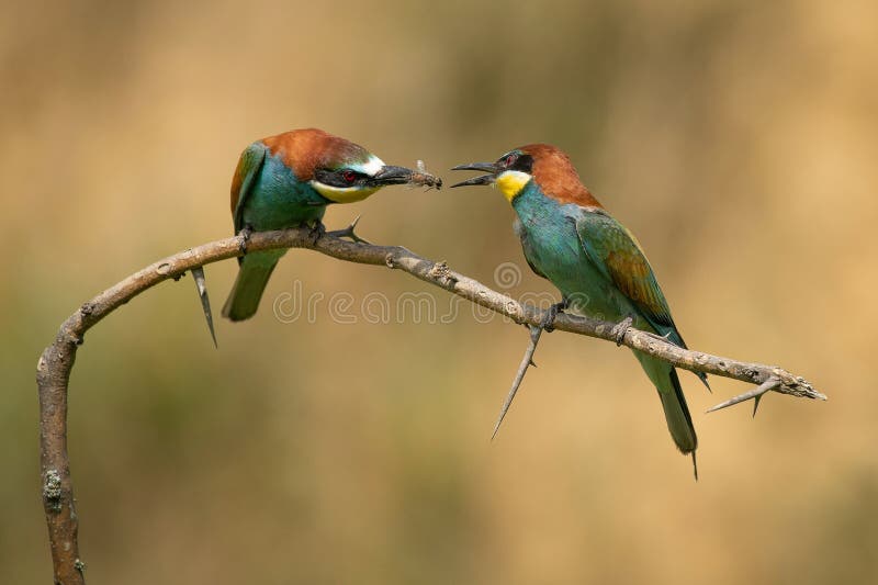 A Pair of Bee Eater Birds on a Branch, with One Bea Eater Feeding the ...