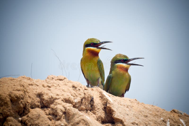 Pair of bee-eaters stock photo. Image of attachment, yellow - 24354750