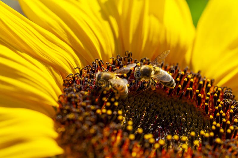 Bees harvesting nectar stock photo. Image of colourful - 266107340
