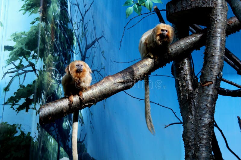 Strange Monkey Creature on the Facade Stock Image - Image of barcelona ...