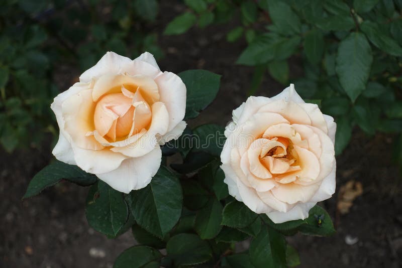 Pair of beige rose flowers stock photo. Image of nature - 140363800