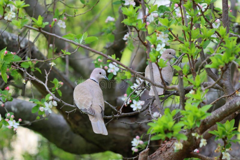 A Pair of Bird (collared Dove, Streptopelia Decaocto) on Blooming Apple ...