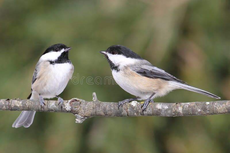 Pair of Chickadees on a Branch Stock Image - Image of black, bird: 15723425