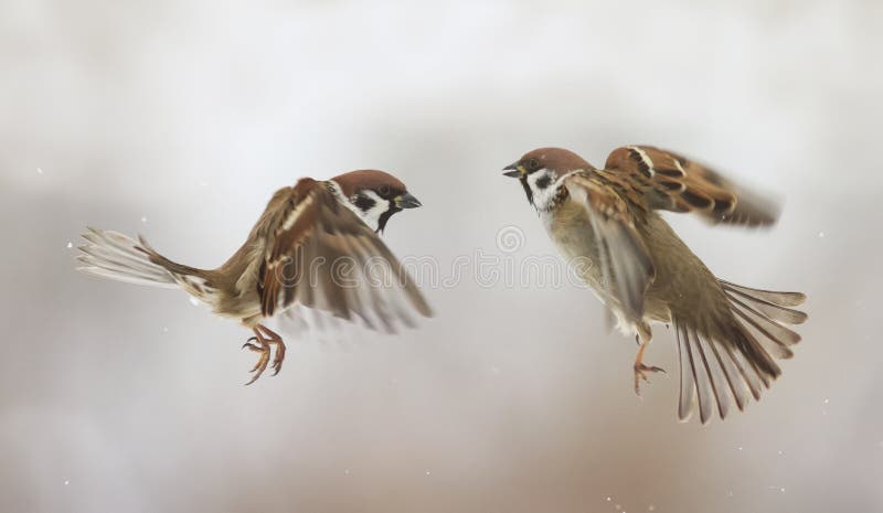 Pair Of Birds Flying And Waving Wings Evil Arguing Stock Photo - Image ...