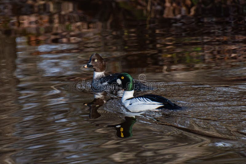 Pair of Birds with Golden Eyes - Common Goldeneye in Spring, in the ...
