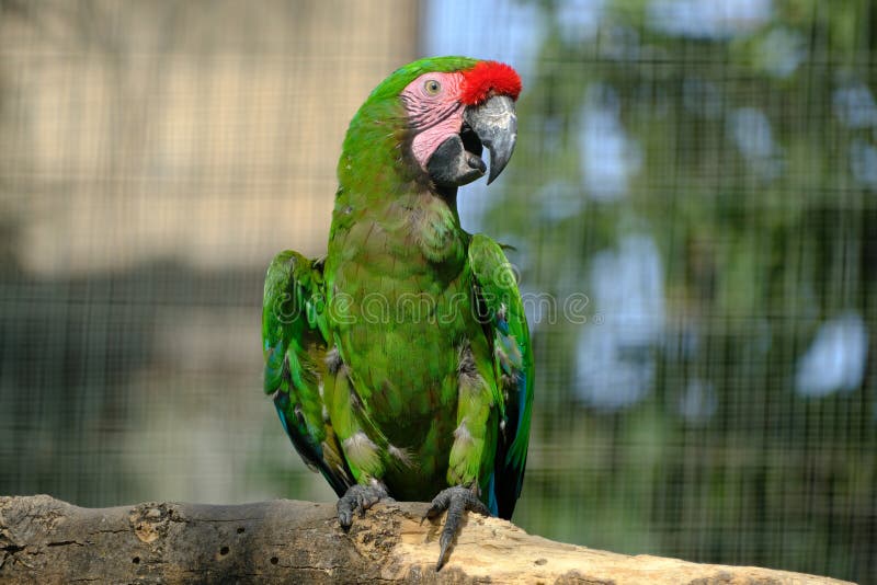 Pair of Birds, Green Parrot Military Macaw Stock Photo - Image of ...
