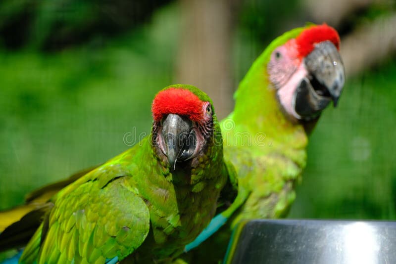 Pair of Birds, Green Parrot Military Macaw Stock Image - Image of ...