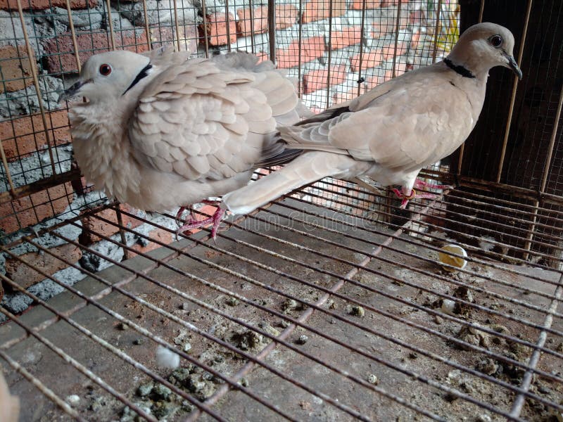 Pair of birds stock image. Image of bird, spirit, waterbird - 254644103