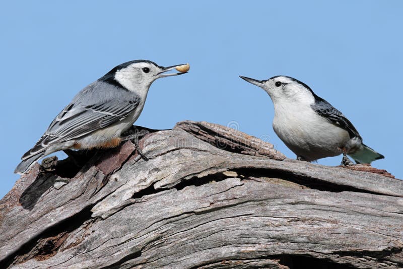Pair of Birds with a Peanut Stock Photo - Image of avian, animal: 7665614
