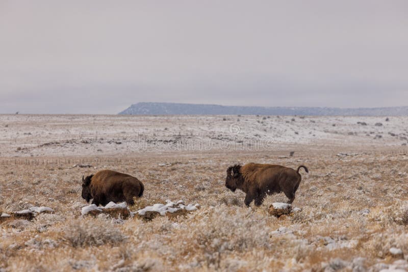 Pair of Bison Bulls in Winter Stock Image - Image of nature, animal ...