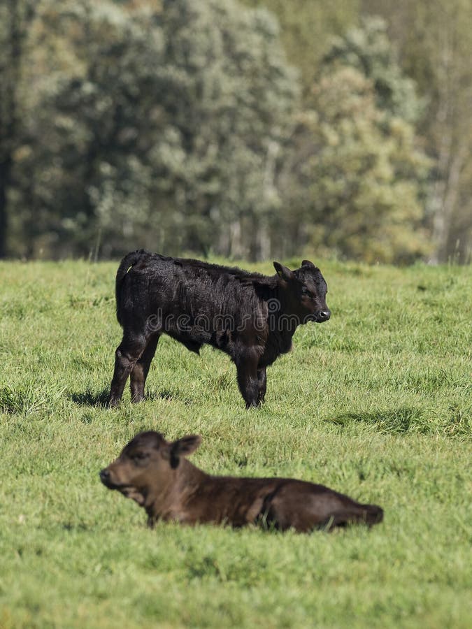 Black Angus calves stock image. Image of cattle, angus - 91677909
