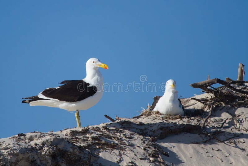 A Pair of Black Back Gull Flying Sitting on Nest Stock Image - Image of ...