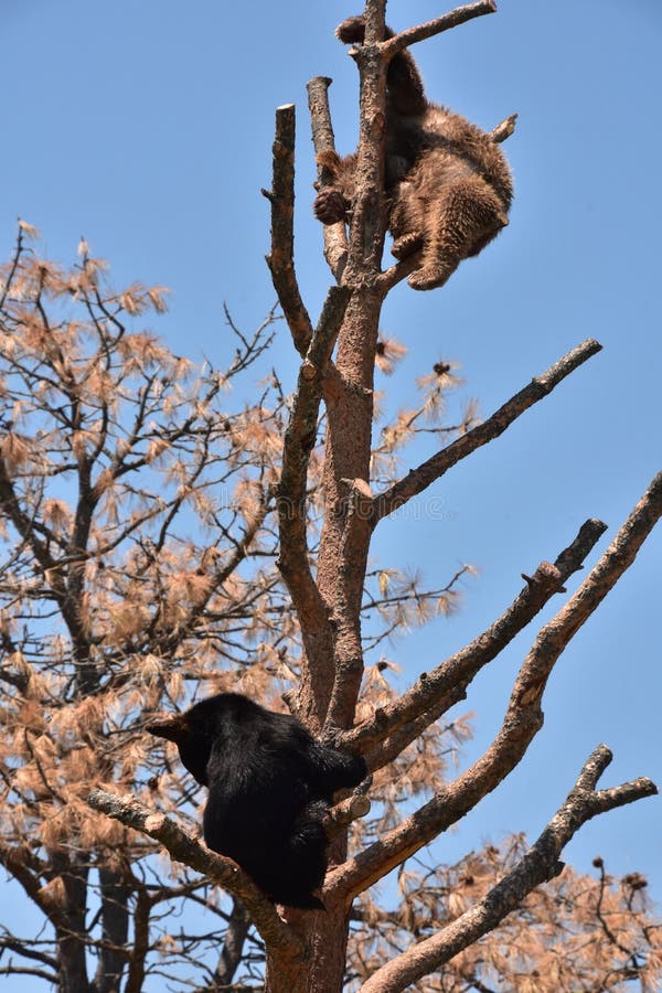 Pair of Black Bear Cubs in a Tree Stock Photo - Image of wild, adorable ...