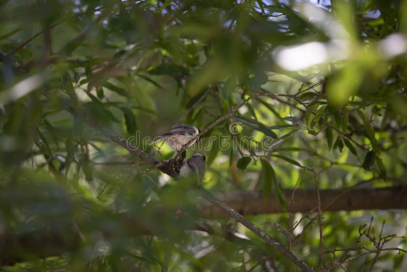 Pair of Black-Capped Chickadees Stock Image - Image of branch, birding ...