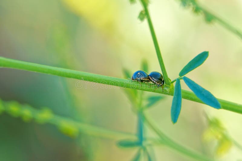 Black small stinkbug stock photo. Image of black, bugs - 251006856