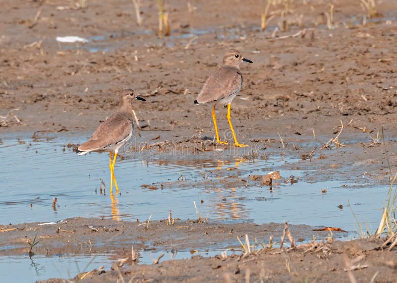 169 Black Tail Lapwing Stock Photos - Free & Royalty-Free Stock Photos ...
