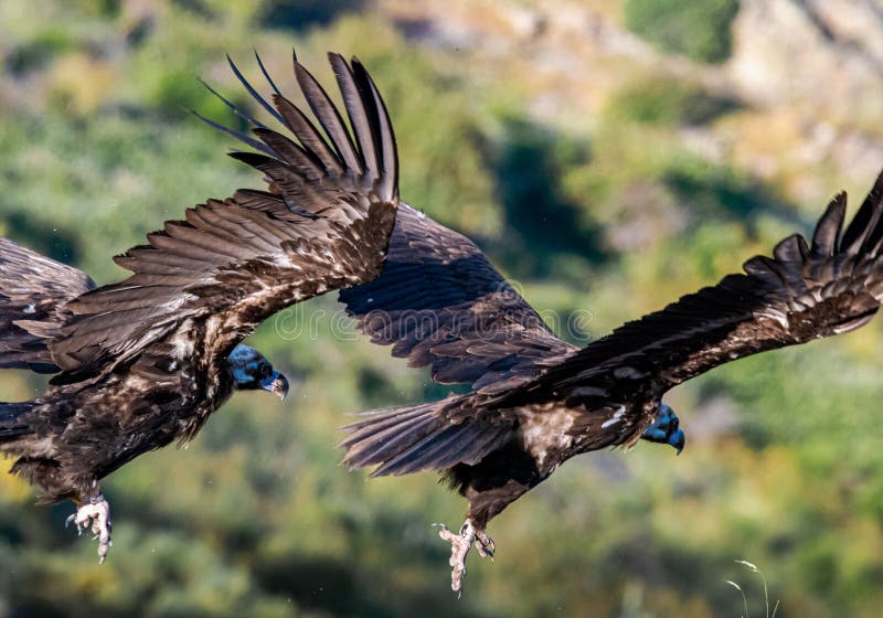 Pair of Black Vulture Flying Stock Image - Image of black, feathers ...