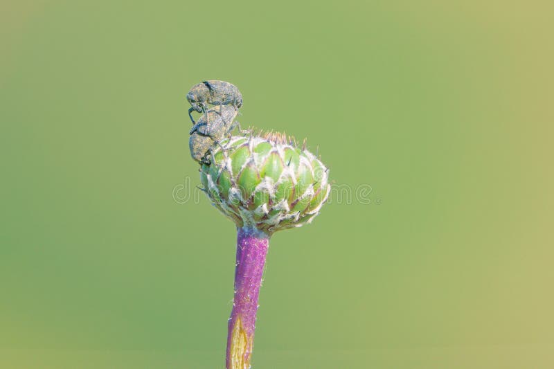 Mating weevil stock image. Image of beetle, mating, nature - 271859847