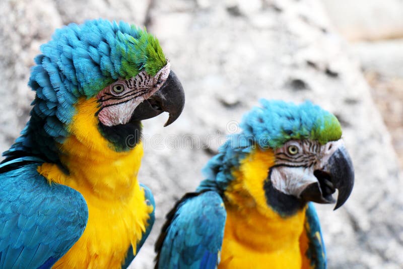 Pair of Blue-and-gold Macaws Perching Together. Stock Photo - Image of ...