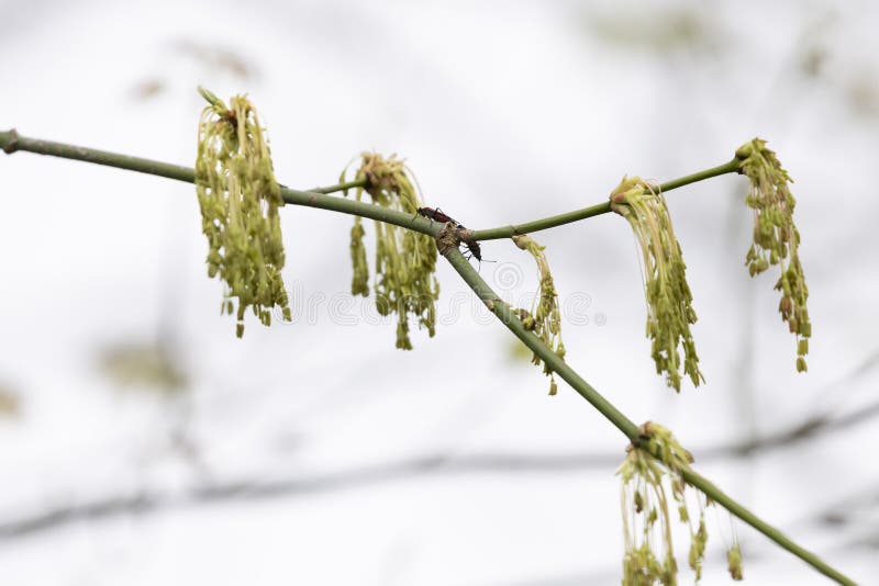 Boxelder Bugs Mating on a Box Elder Tree Branch in the Spring Stock ...