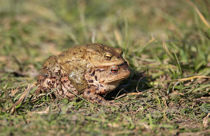 A Pair of Breeding Common Toads, with the Male on the Back of the ...
