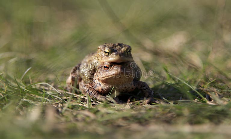 A Pair of Breeding Common Toads, with the Male on the Back of the ...