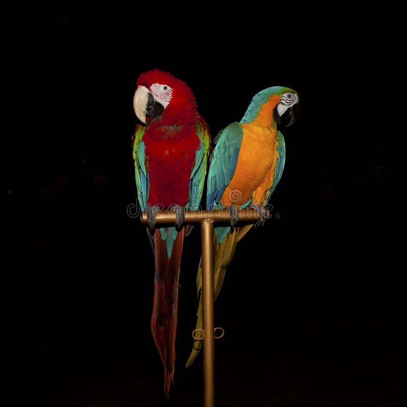 377 Pair Red Macaw Parrots Photos - Free & Royalty-Free Stock Photos ...