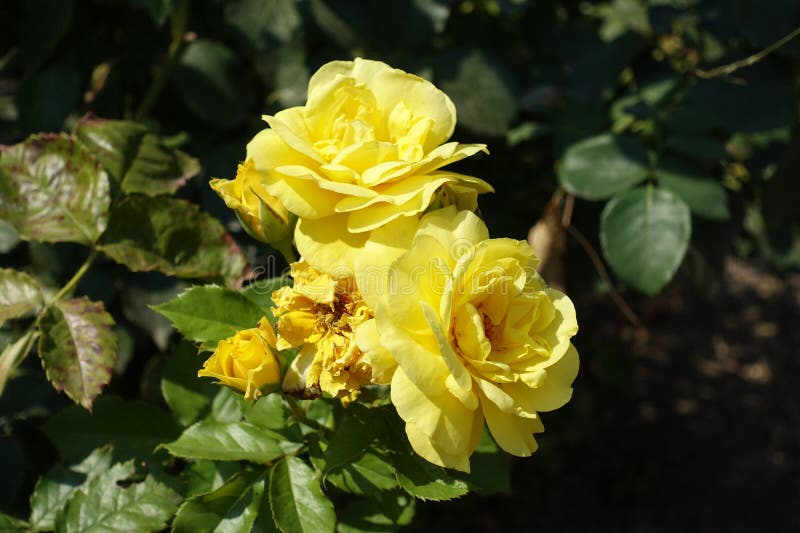Pair of Yellow Flowers of Roses in August Stock Photo - Image of botany ...