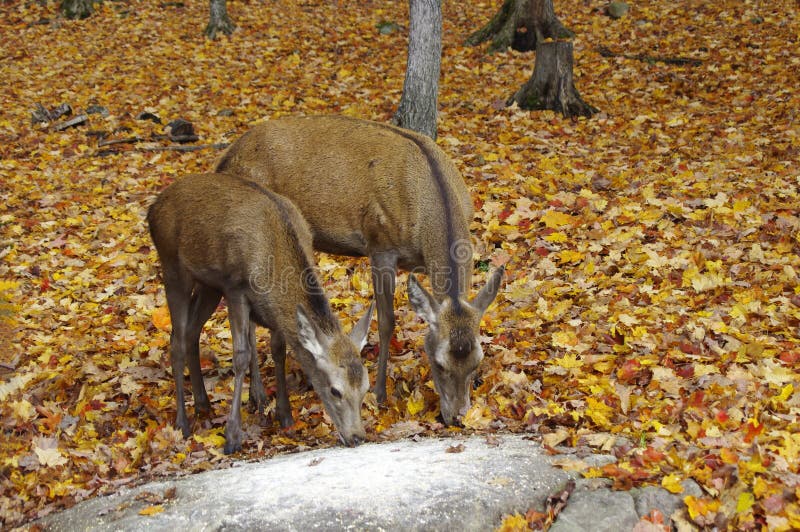 Pair of Brown Deer Head Looking Away Stock Photo - Image of fall, away ...