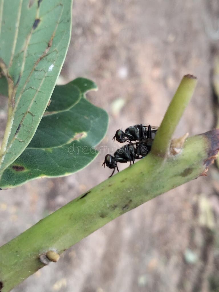 663 Bsf Stock Photos - Free & Royalty-Free Stock Photos from Dreamstime