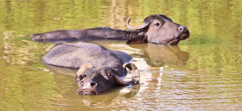 Pair of buffalo stock photo. Image of bison, mammal - 126984560