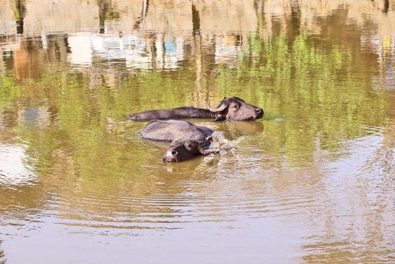 Pair of buffalo stock photo. Image of herbivore, large - 126984568