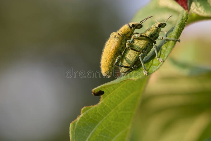 A Pair of Bugs Ready To Mate. Stock Photo - Image of beautiful, mate ...